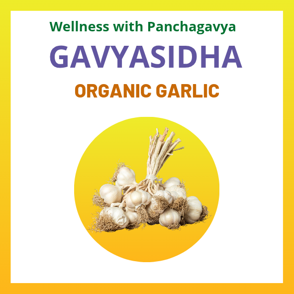 Organic Garlic - GAVYASIDHA